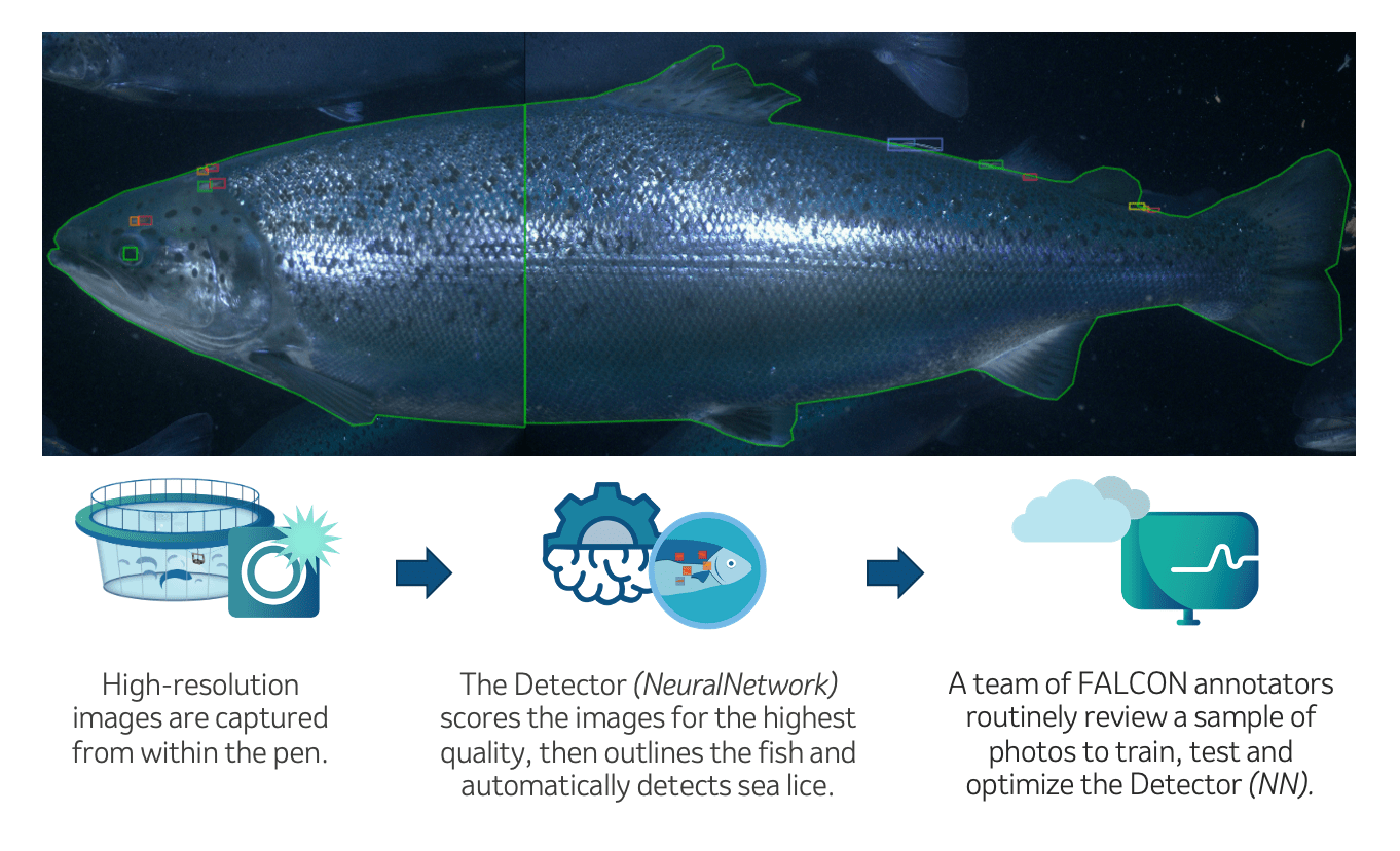 Falcon®: Proactive Fish Health Management for Aquaculture
